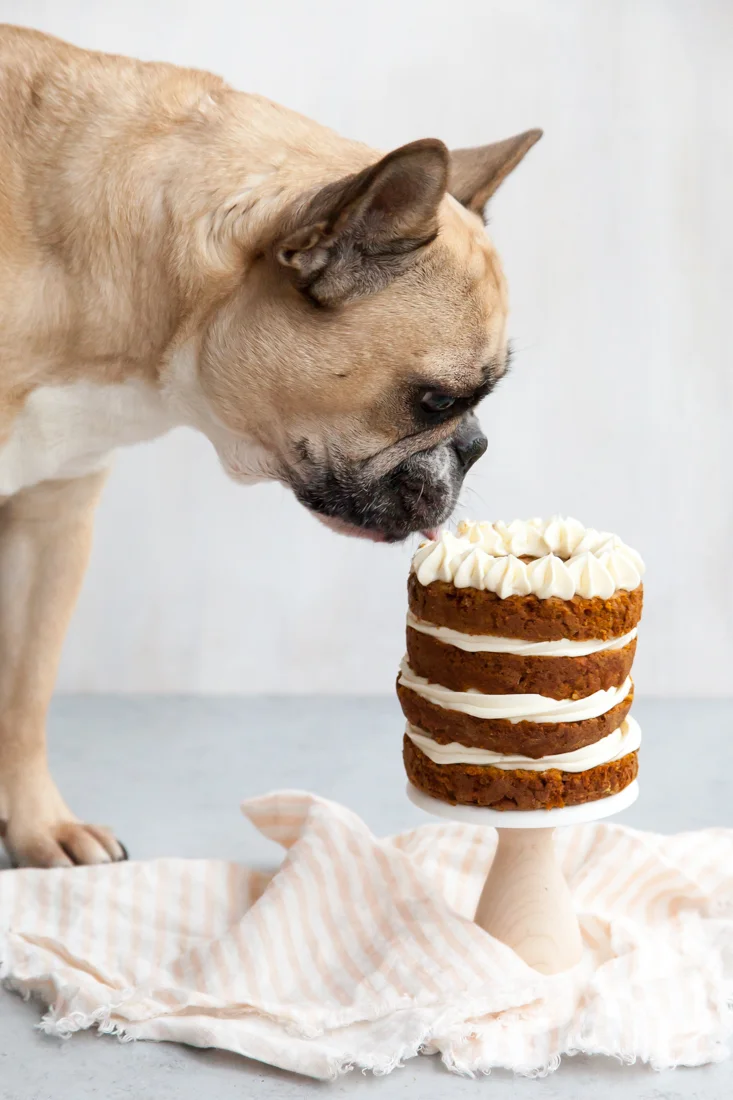 Animal Eating Birthday Cake