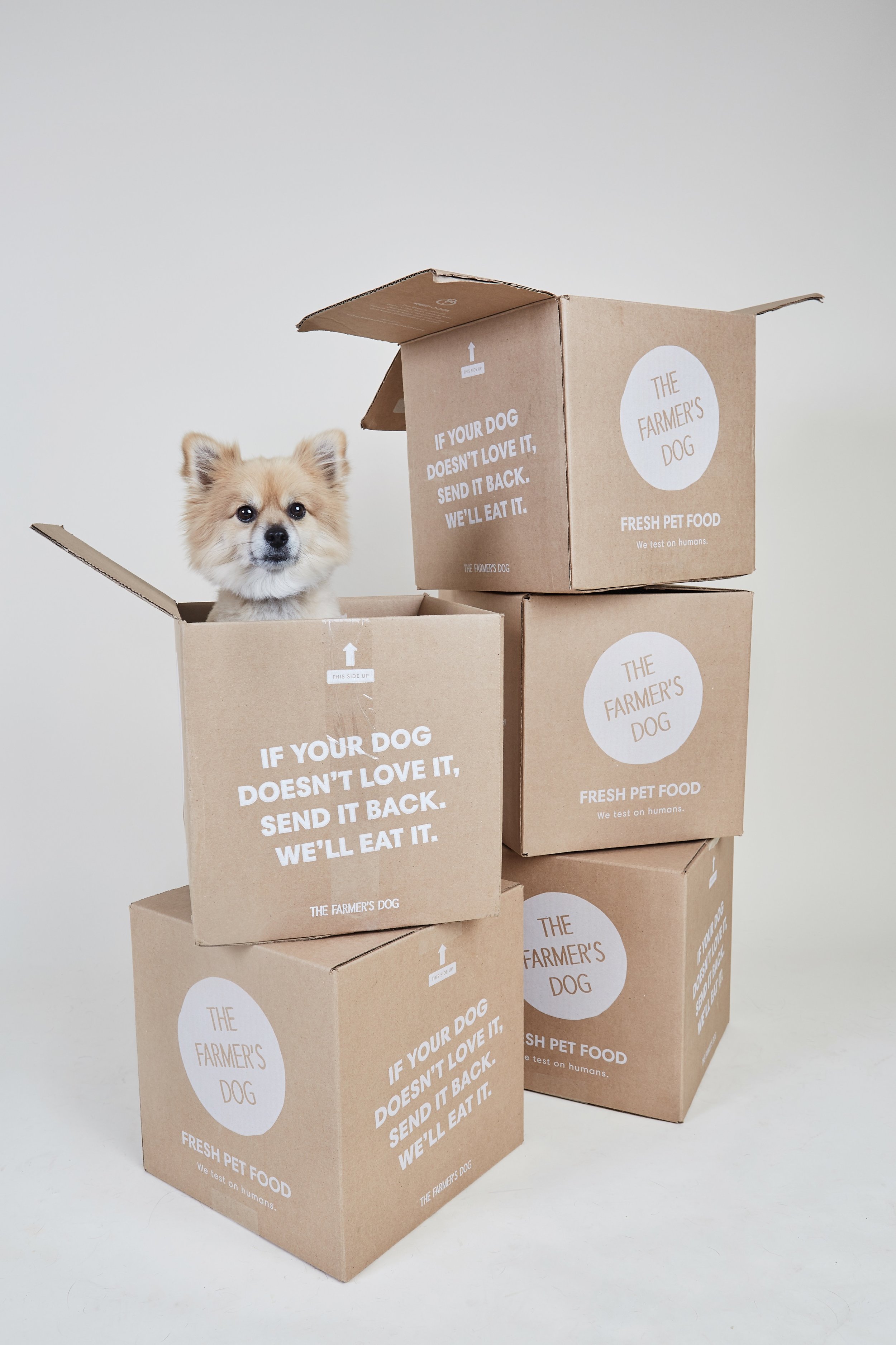 THE FARMER'S DOG, JOHNATHAN REGEV: The Green Tail — RADICHE