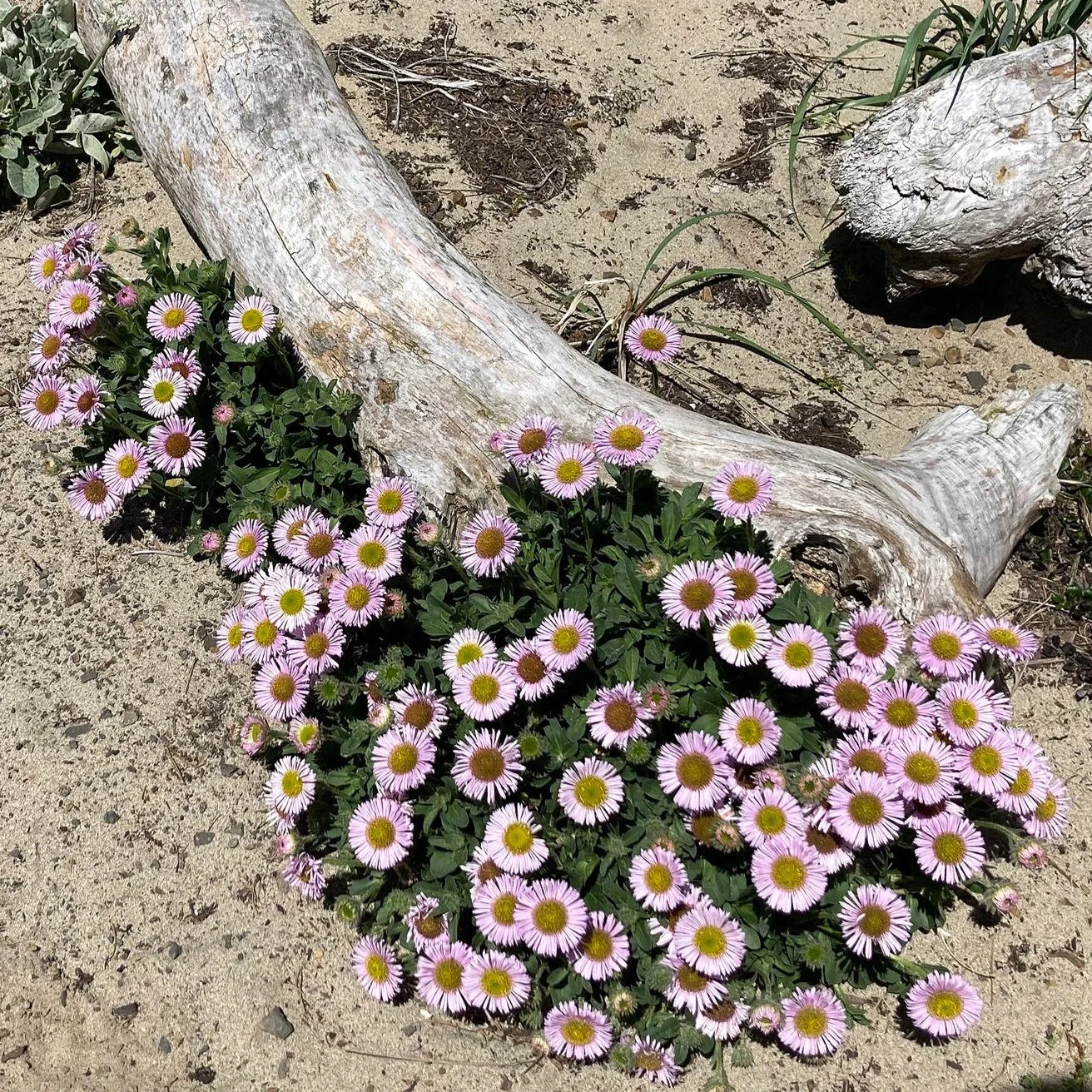 Coyote Gardens - Landscape Design, Build, and Care for the Oregon Coast