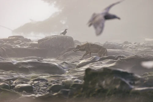 Island of the Sea Wolves and Coastal Black Bears — GEOFFHEITH.CA