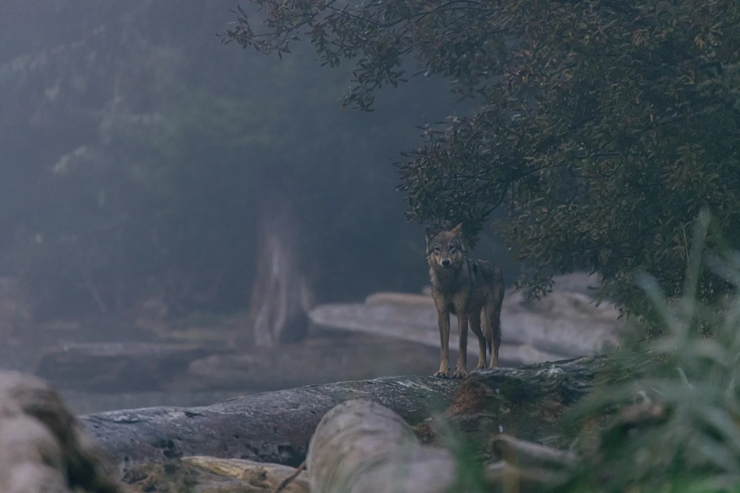 Island of the Sea Wolves and Coastal Black Bears — GEOFFHEITH.CA