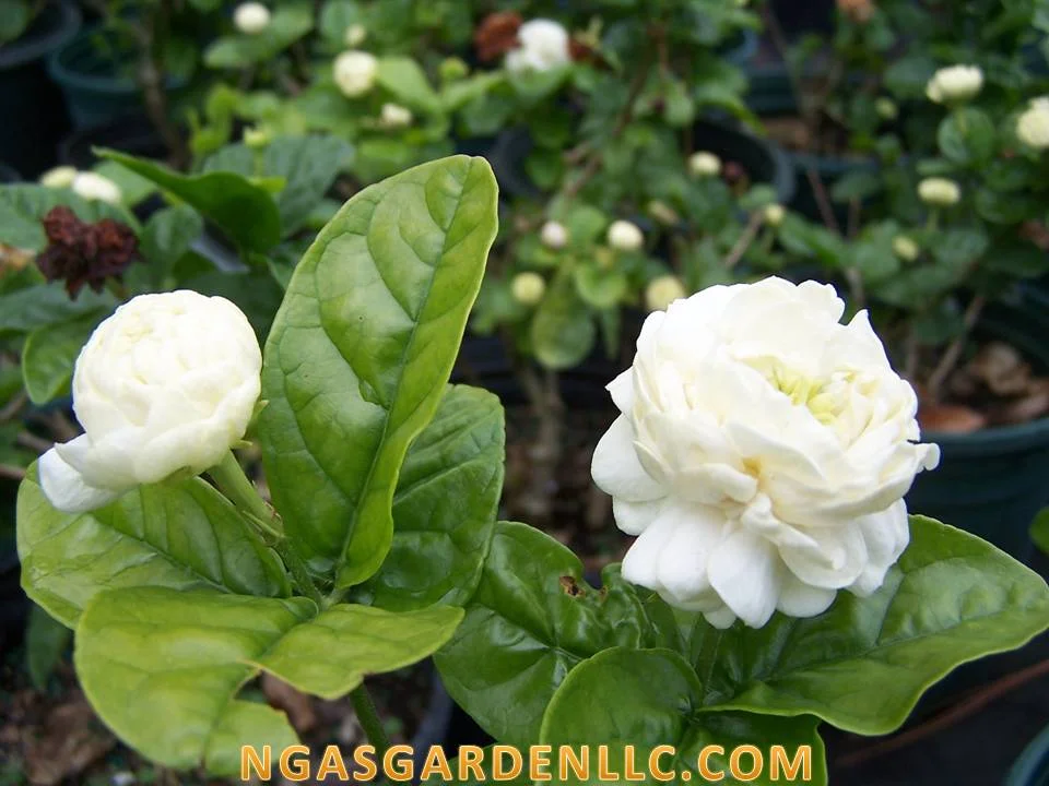 Jasmine Plant Grand Duke