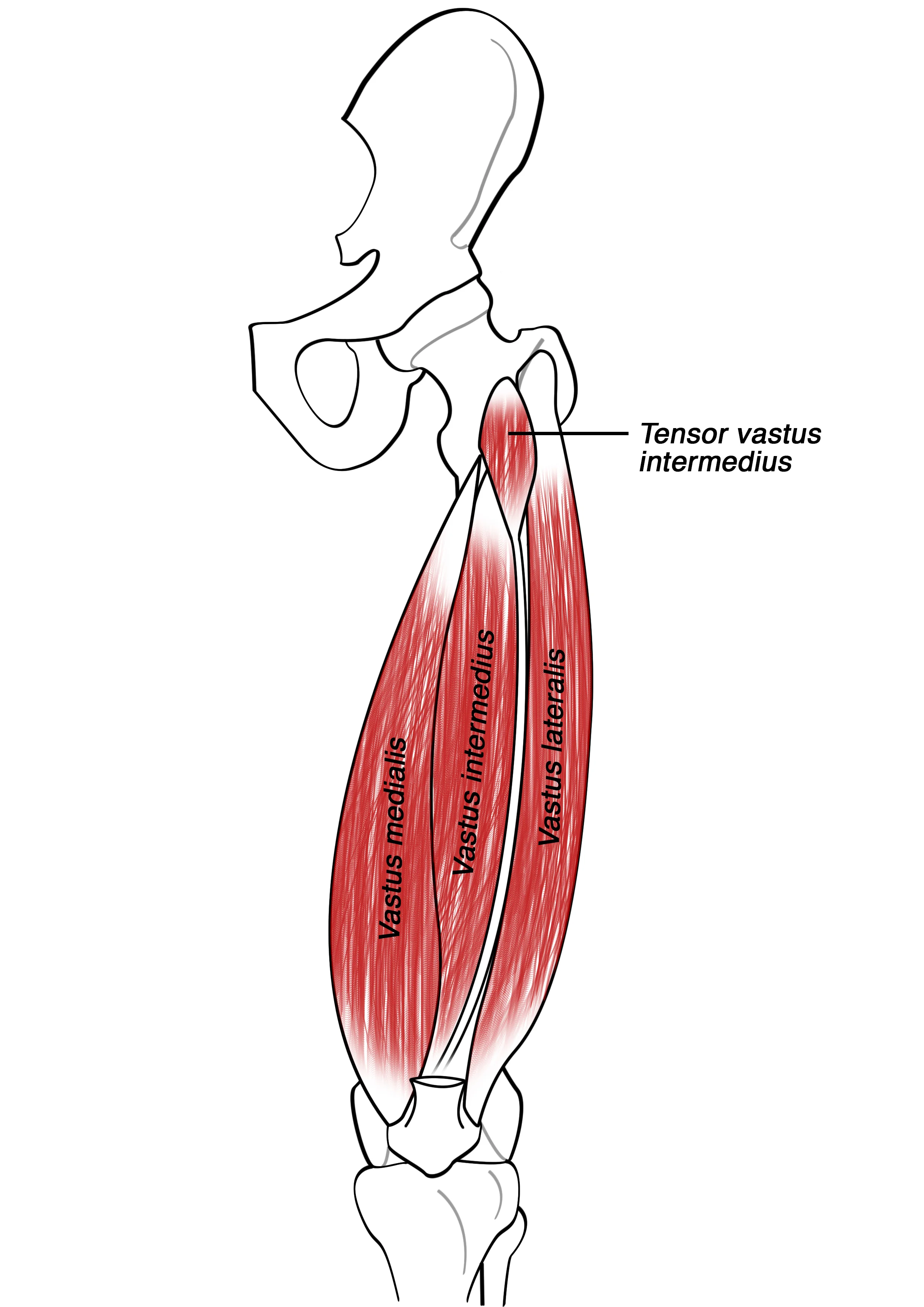 A New Muscle: The tensor vastus intermedius — Richard Lebert Registered ...