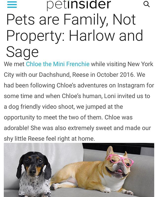 Chloe The Mini Frenchie