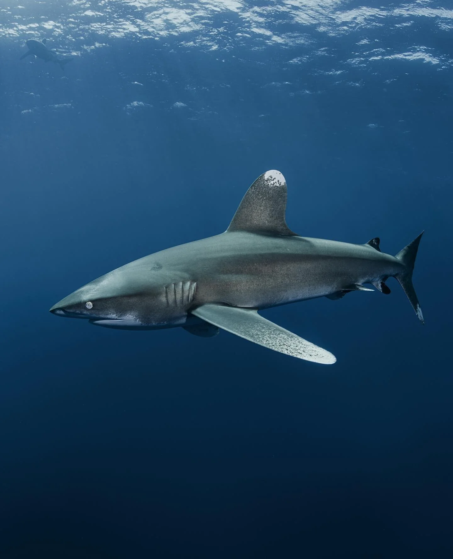 WE ARE AN OCEAN COMMUNITY