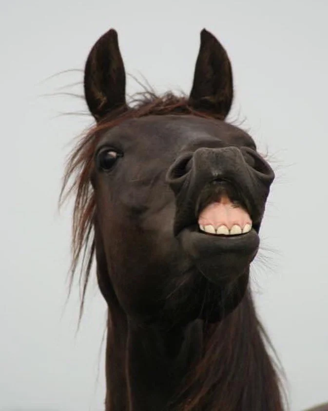 INSTAGRAM — Shanks Pony