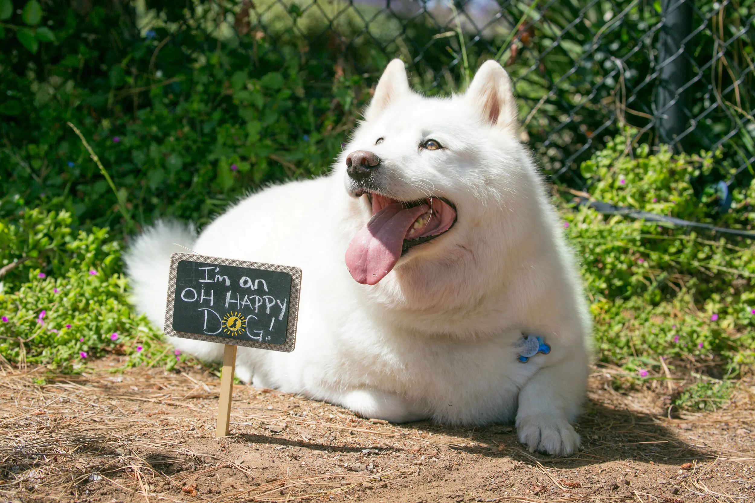 Gallery & Testimonials — Oh Happy Dog!