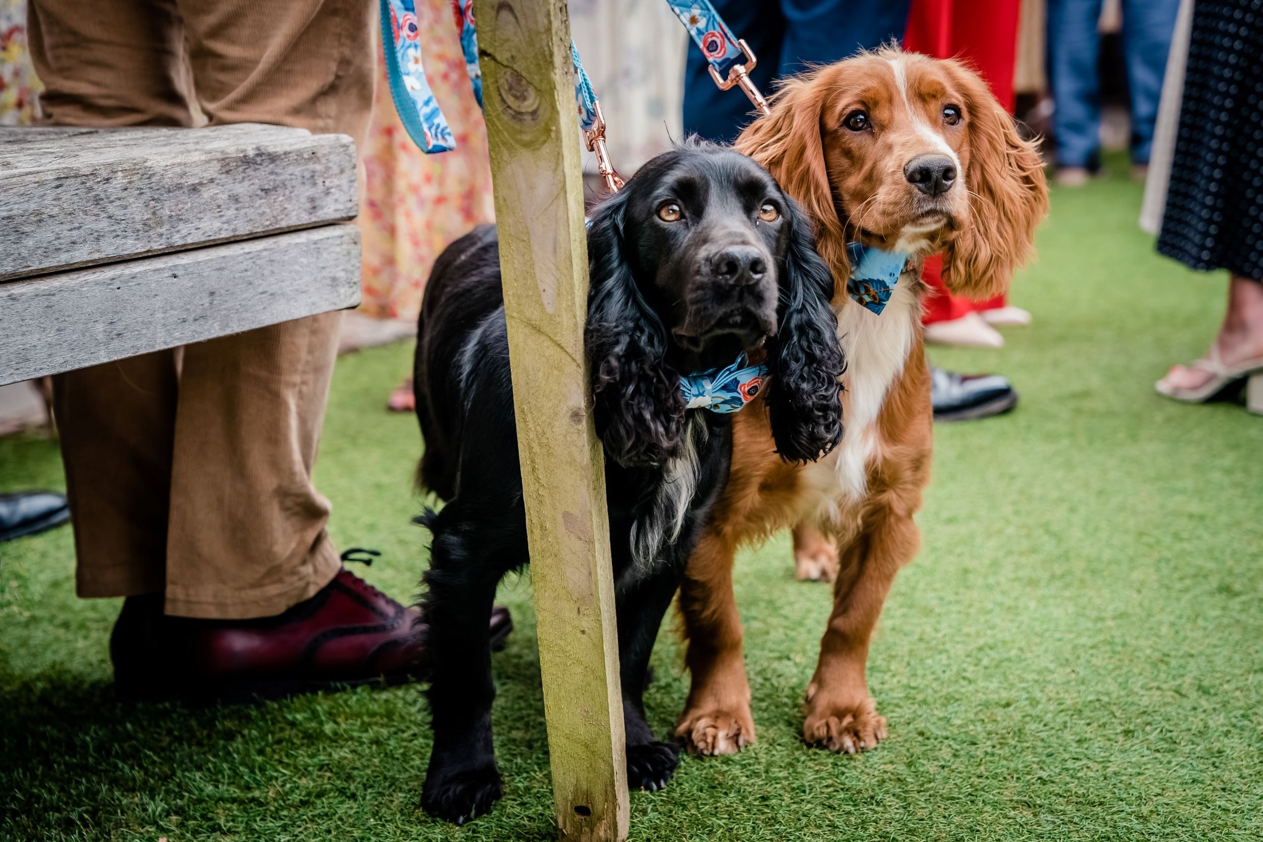Pet care — The Normans