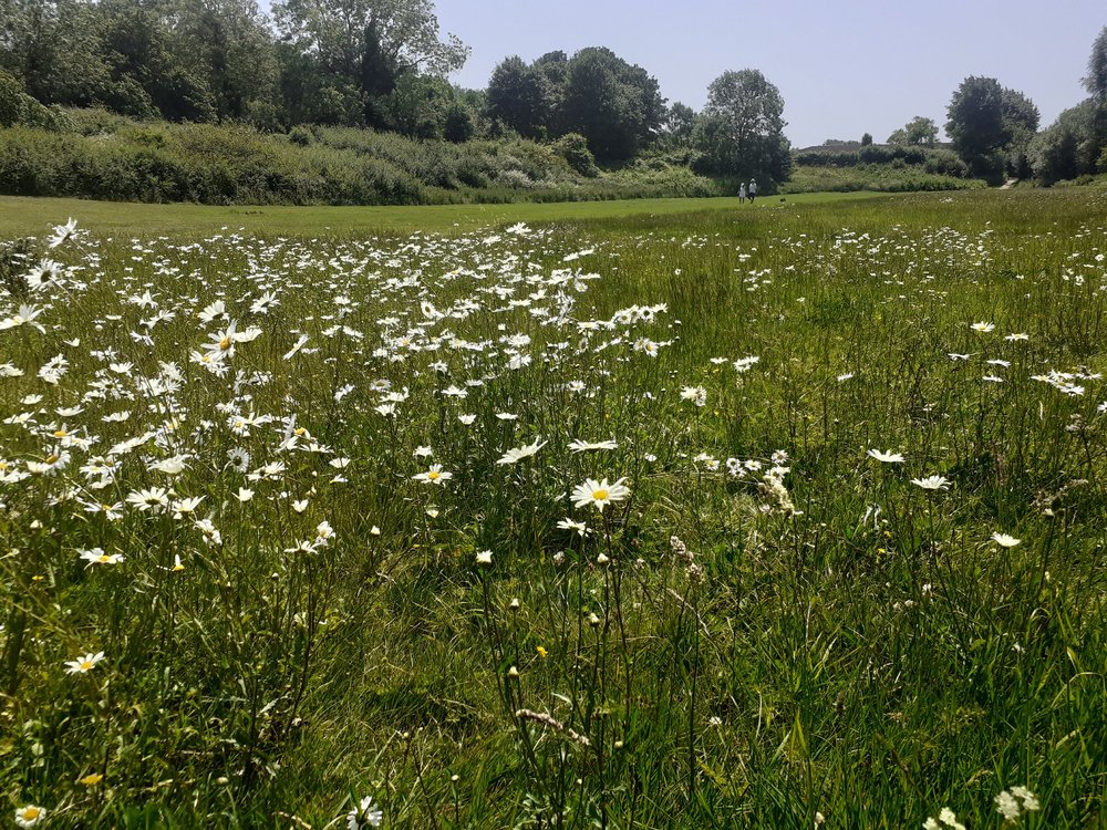 Wild Meadows Project — Cirencester Town Council
