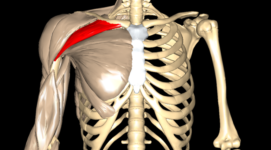 BEST Exercises to Build EVERY Muscle — Treadaway Training