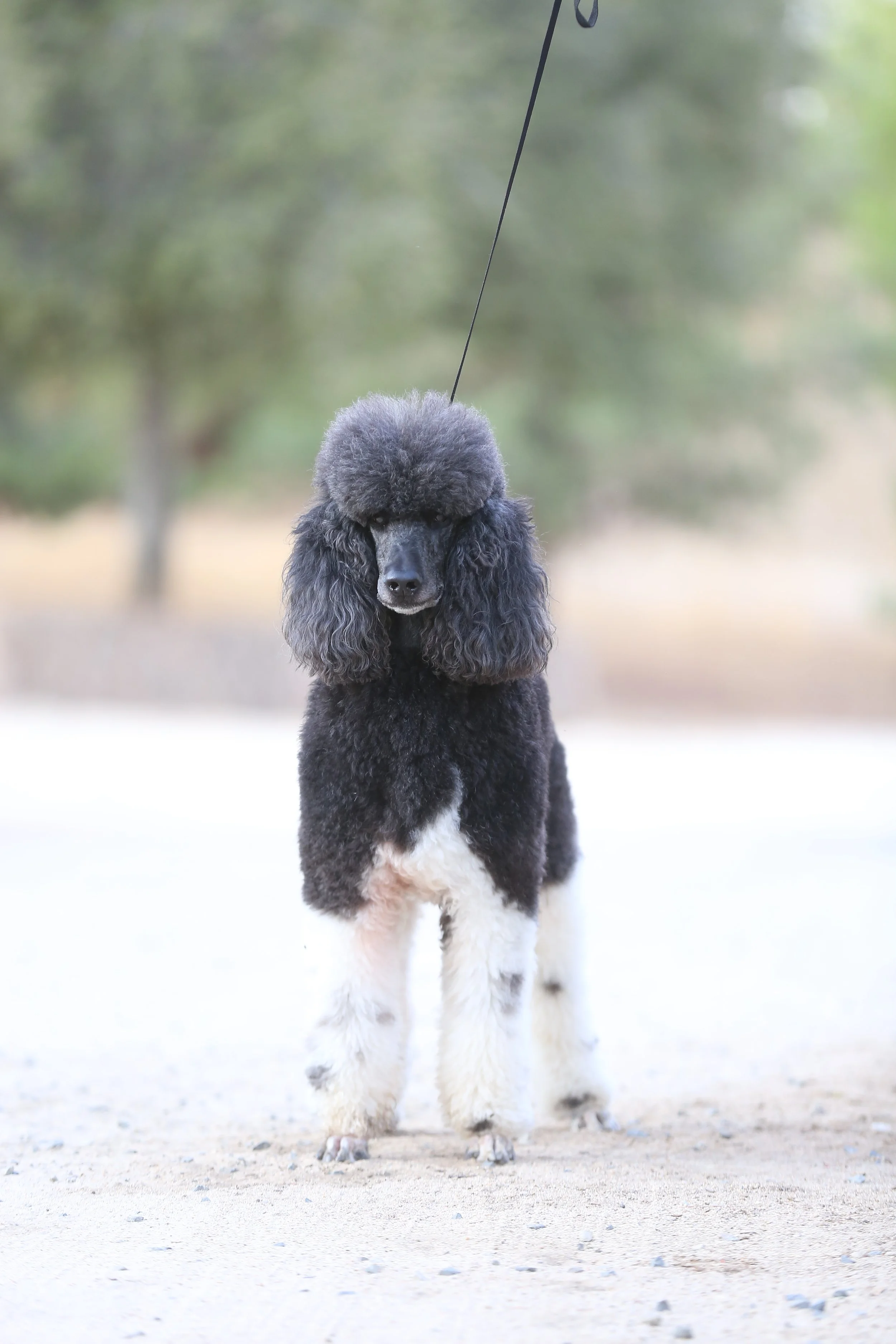 BB8 — Premier Standard Poodles