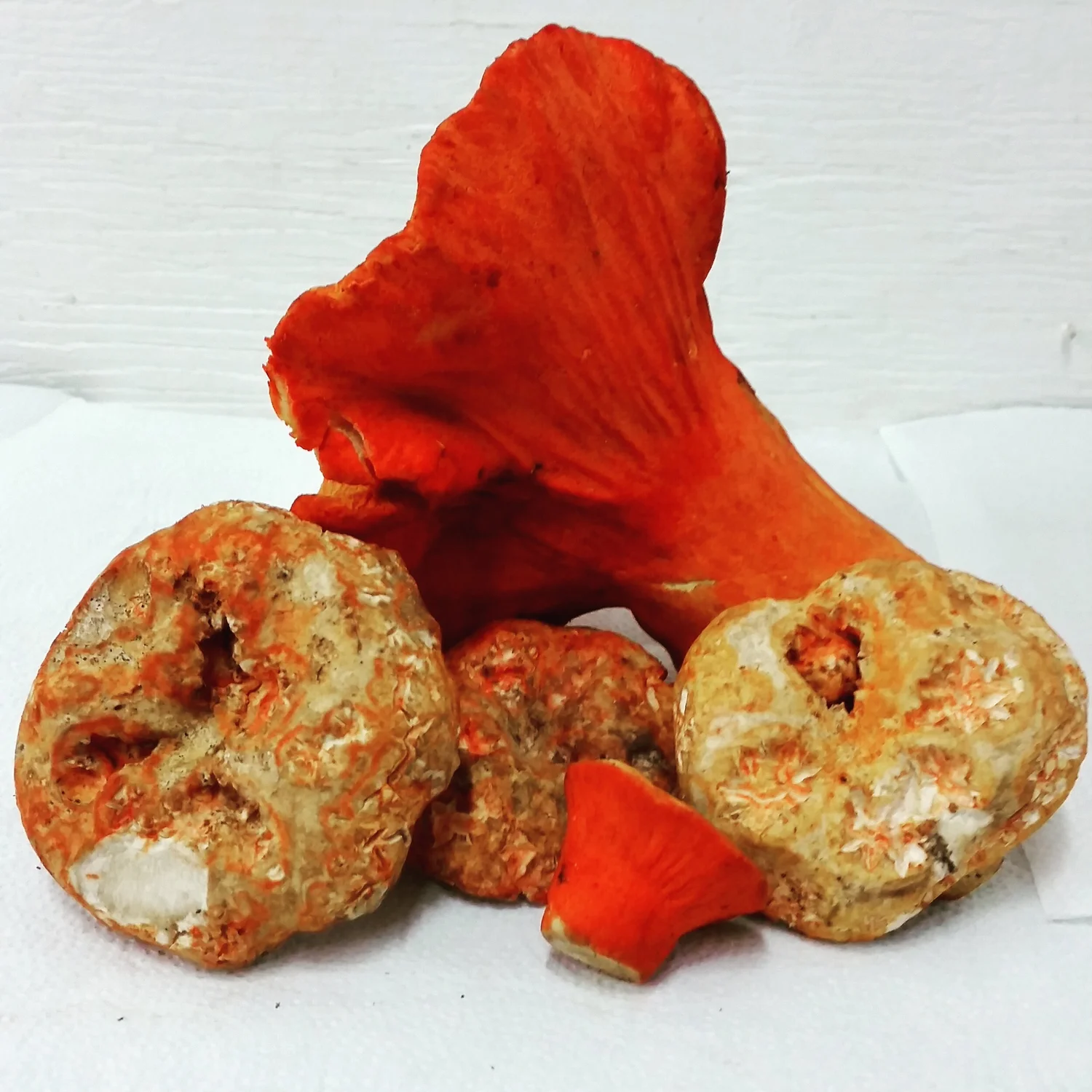Fresh Oregon Mushrooms Delivered in Portland & Surrounding area | Morel ...