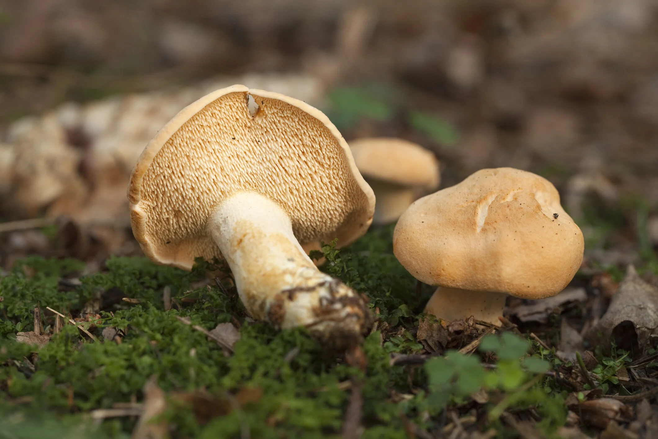 Fresh Oregon Mushrooms Delivered in Portland & Surrounding area | Morel ...