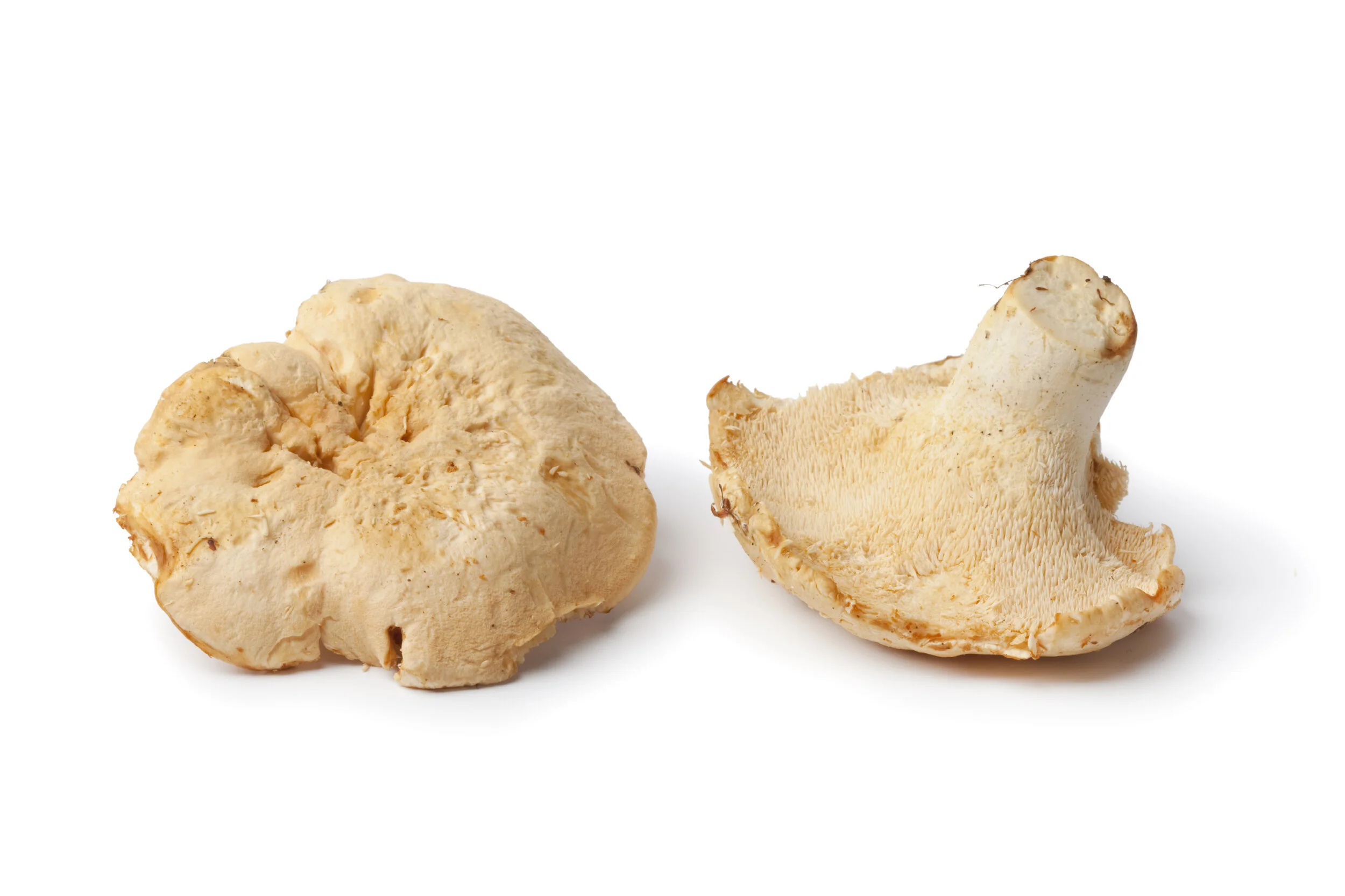 Fresh Oregon Mushrooms Delivered in Portland & Surrounding area | Morel ...