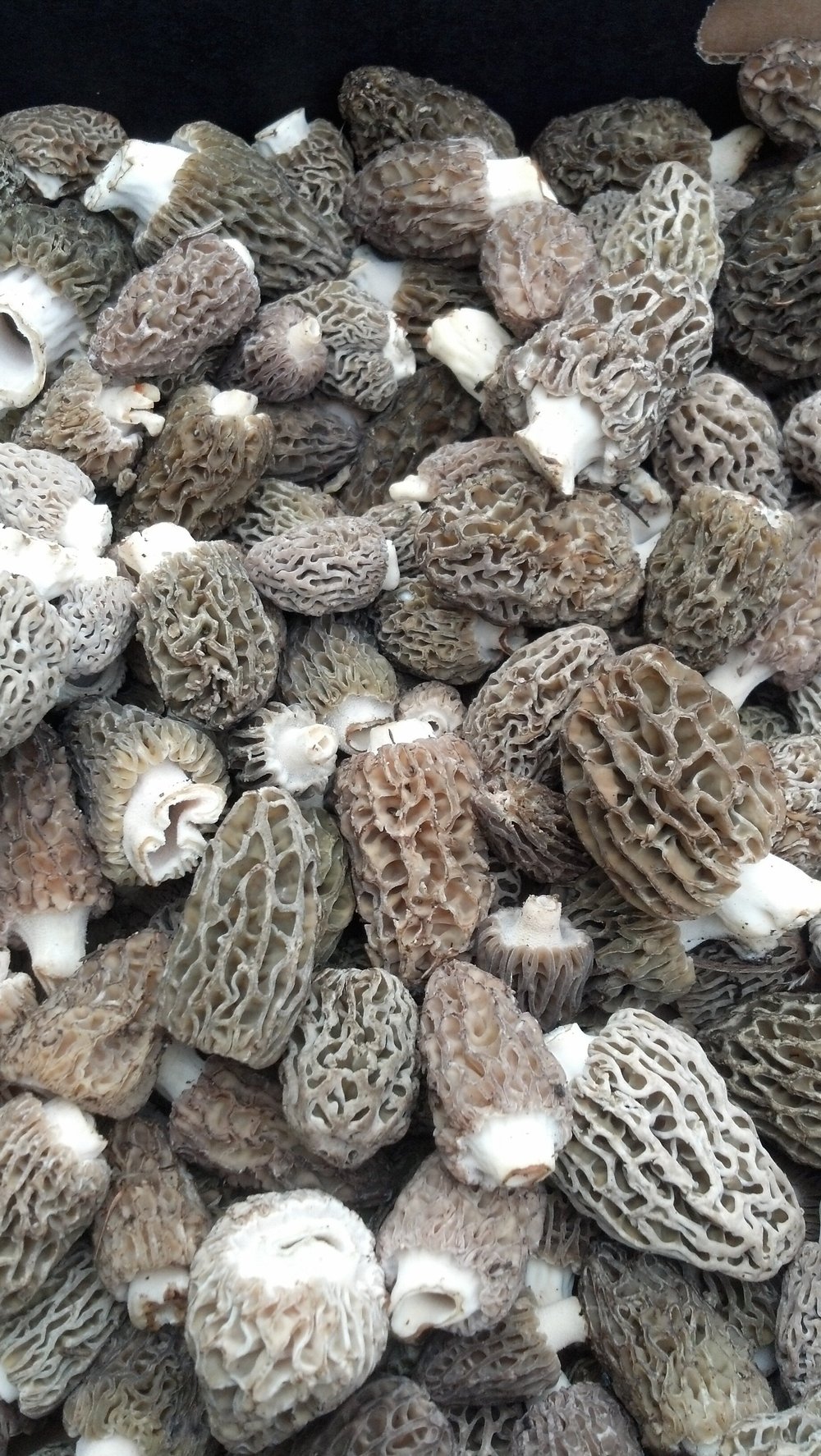 Gray Morel Mushrooms