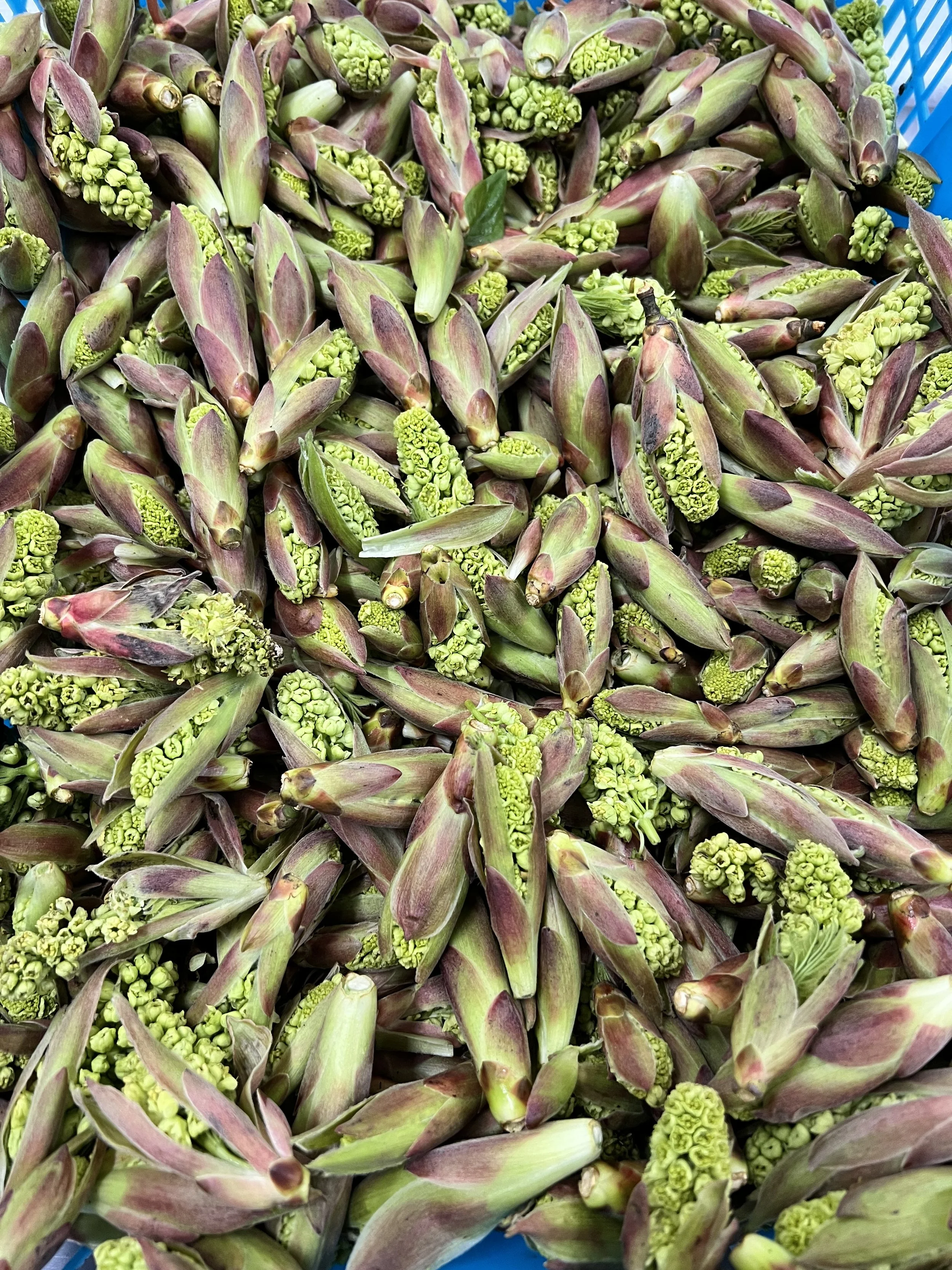 Wild Foraged | Cascade Organic