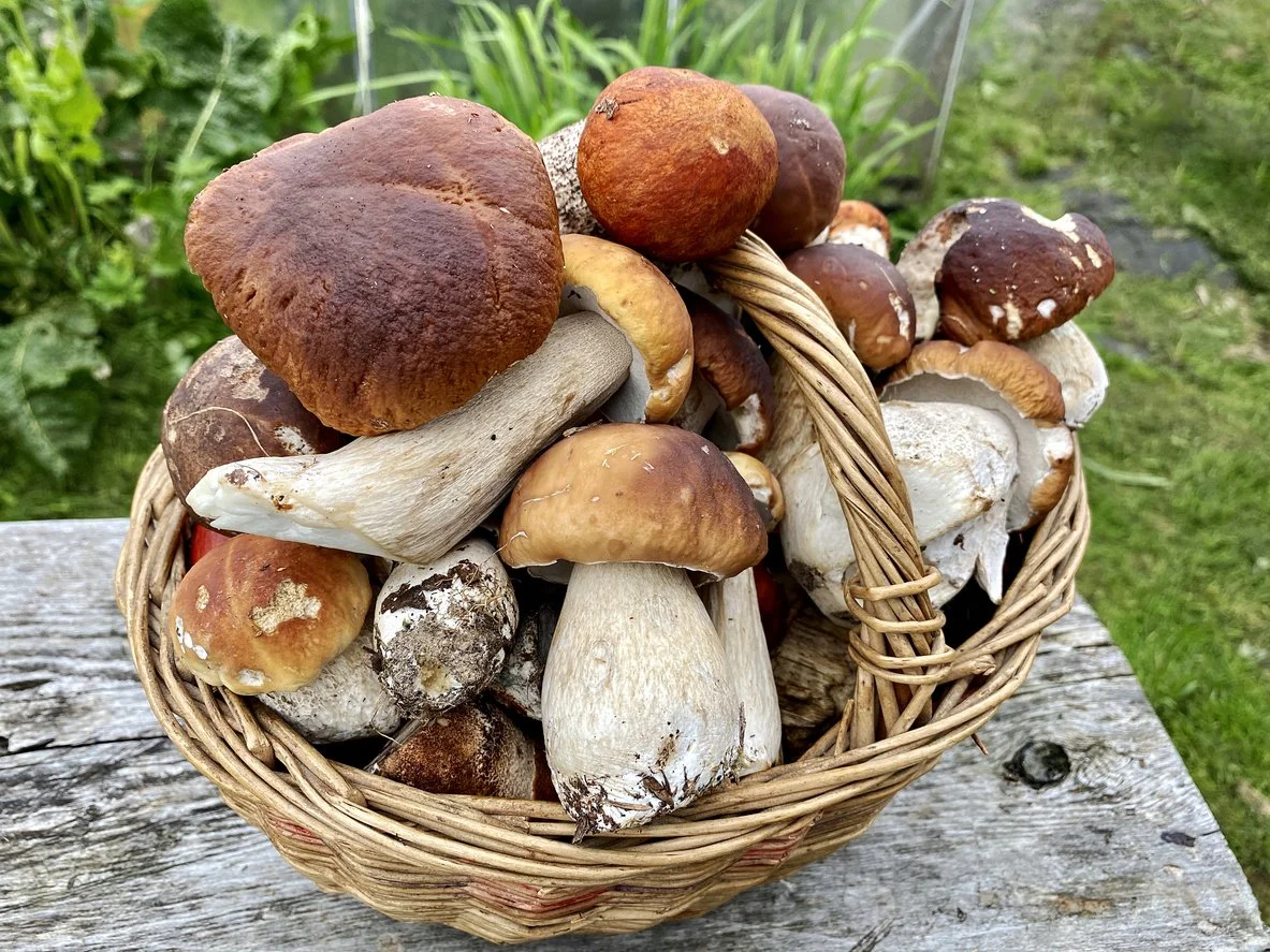 Fresh Oregon Mushrooms Delivered in Portland & Surrounding area | Morel ...
