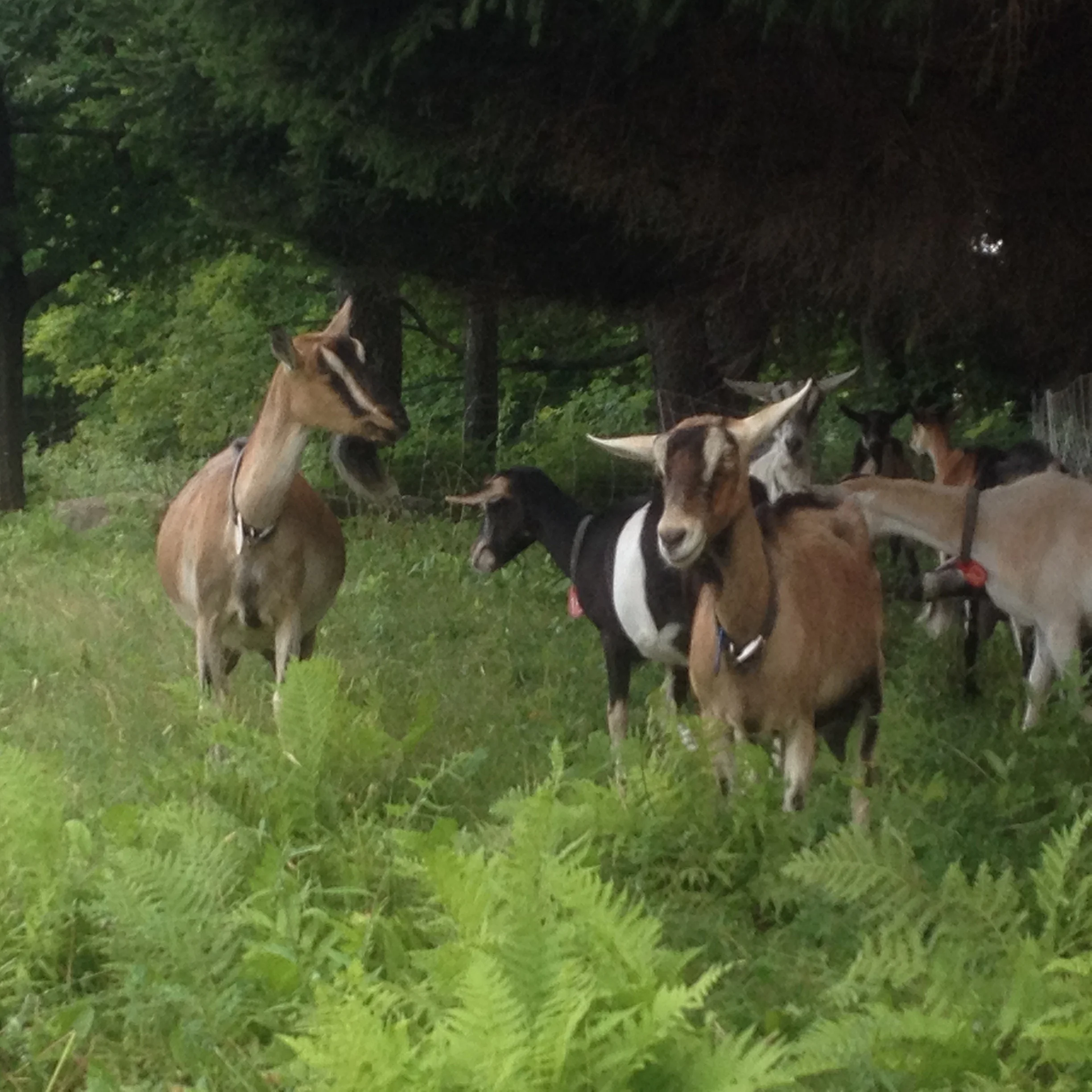 Goats — Sage Farm Goat Dairy