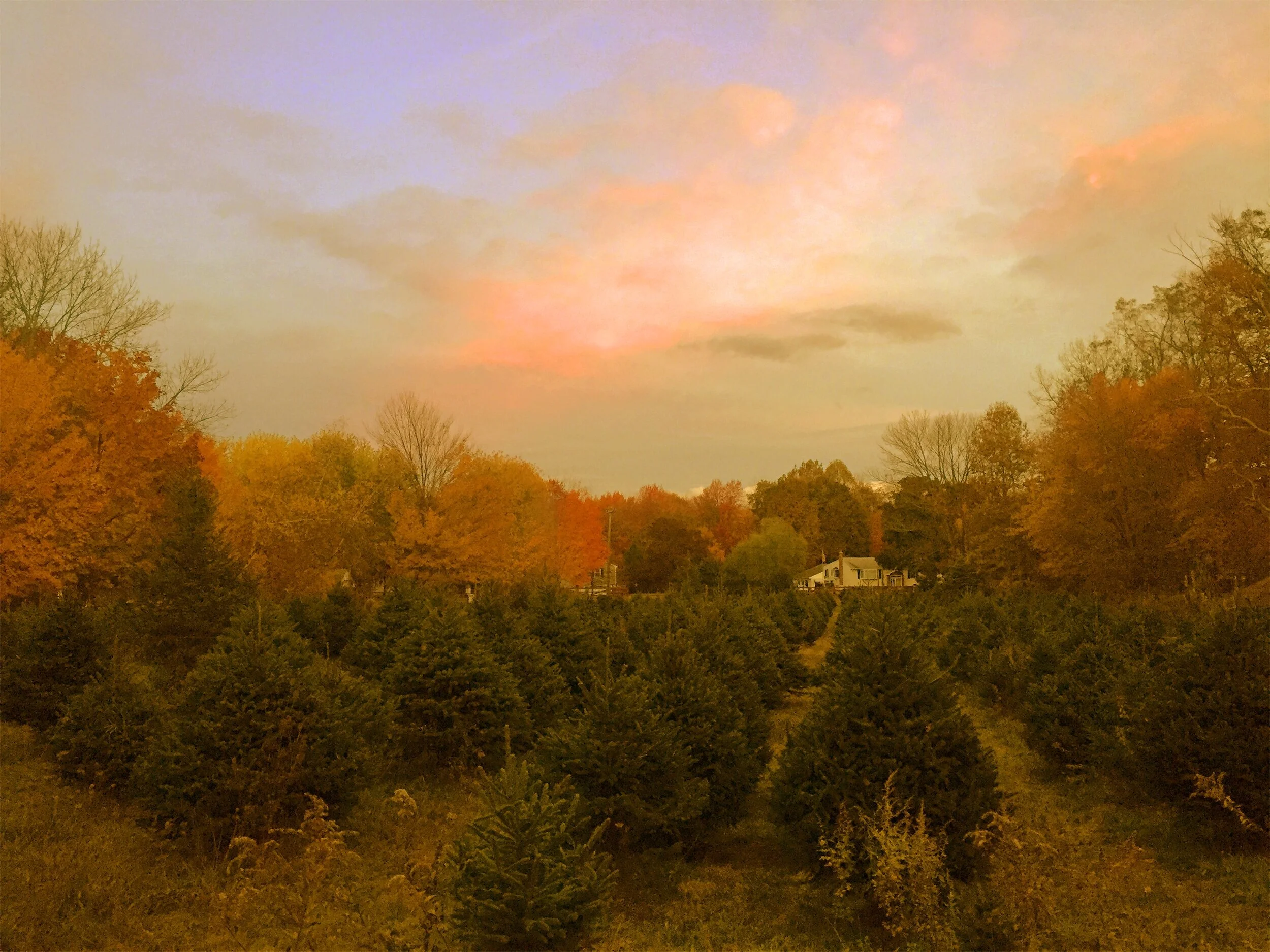 The Last Frontier Tree Farm