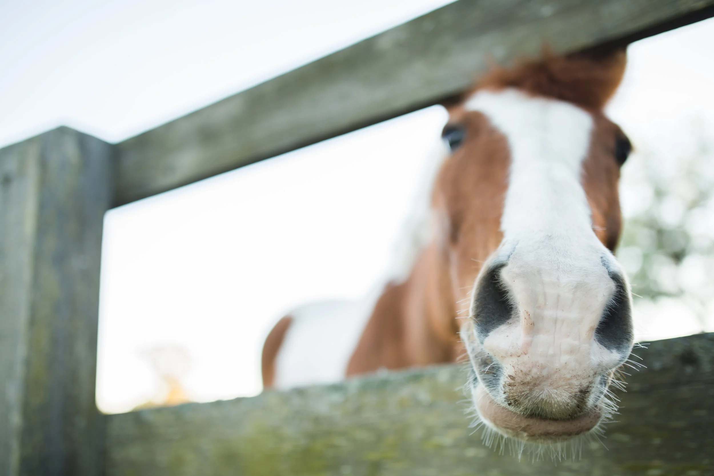 Katie + Ward Engagement | The Stables at Frederica — Rainey Gregg ...