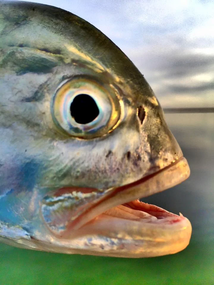 In-Shore Fishing — Siesta Key Tourism Concierge