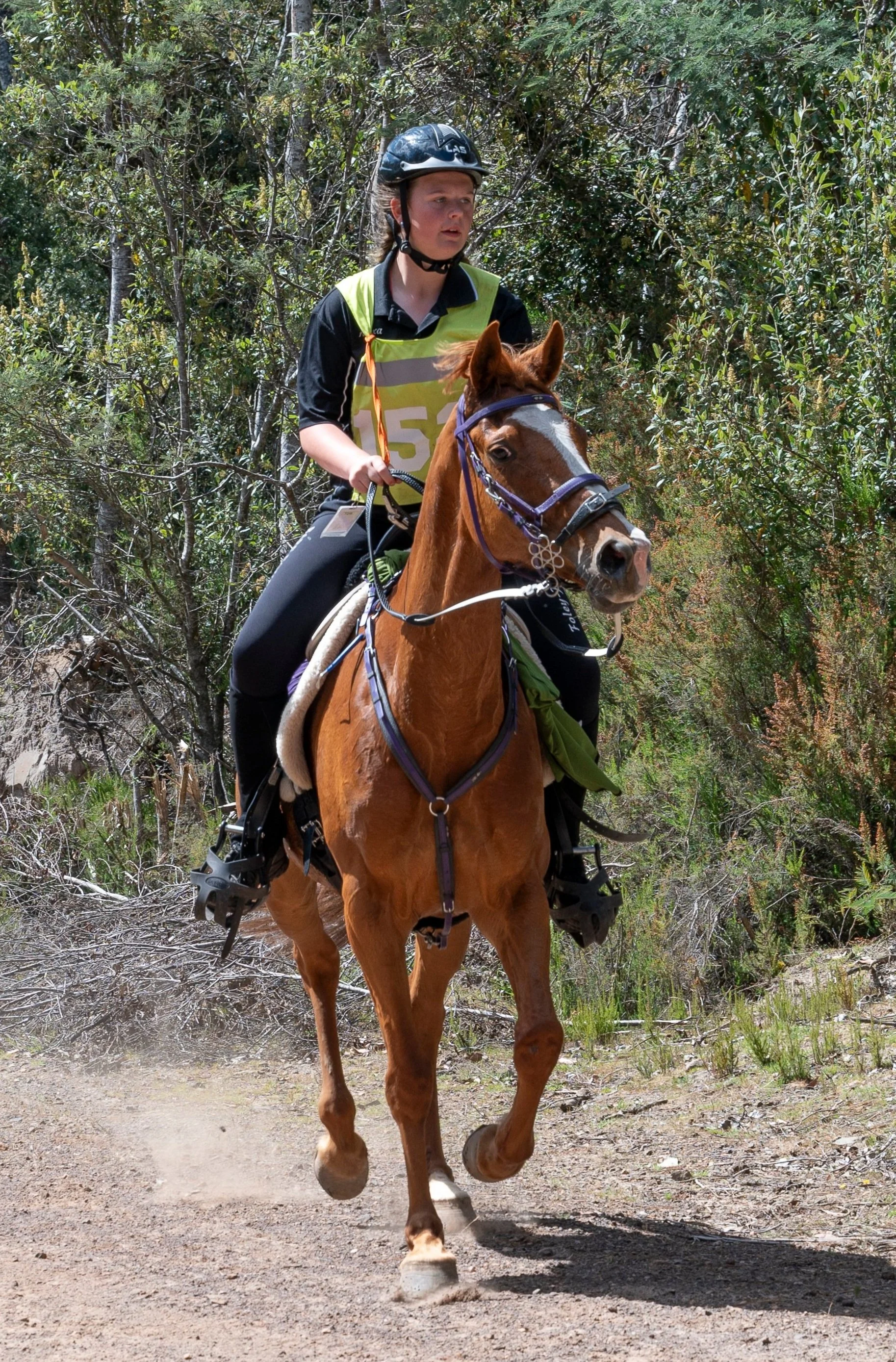 Gallery - 2023 State Champs — Tasmanian Equine Endurance Riders ...