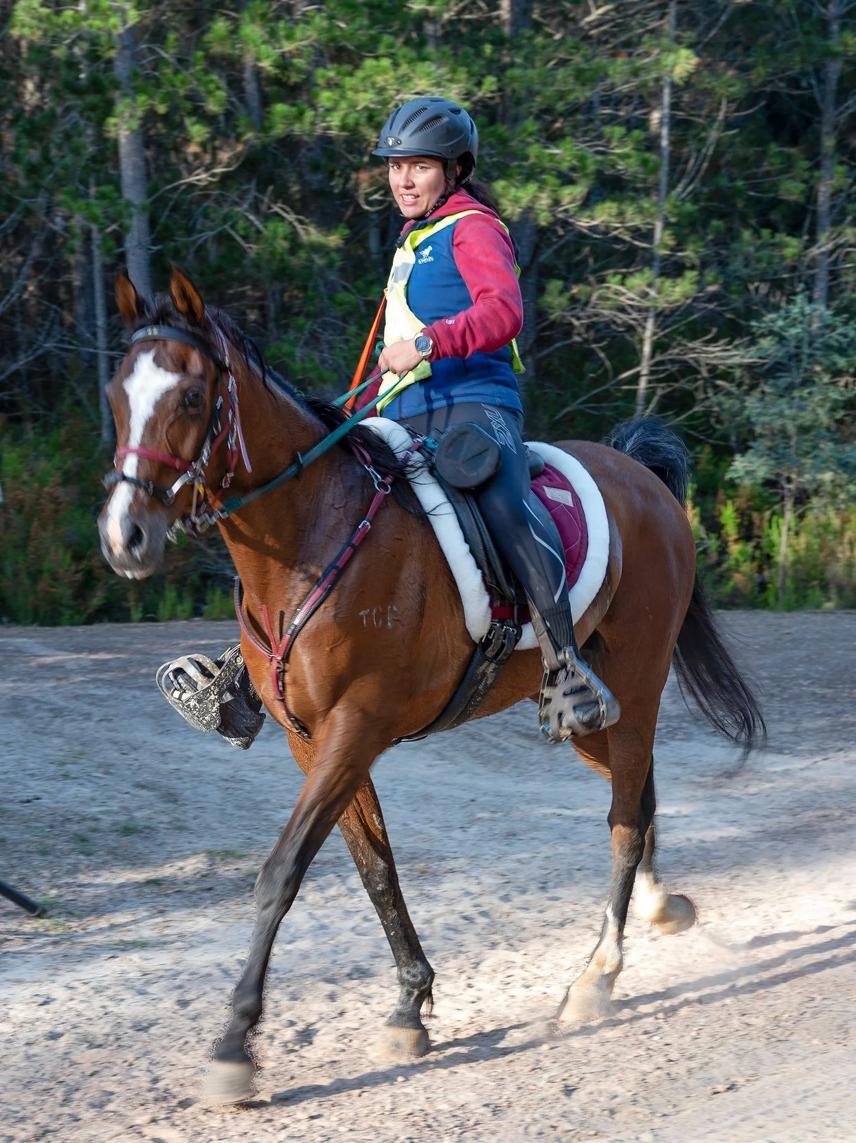 Gallery - 2023 State Champs — Tasmanian Equine Endurance Riders ...