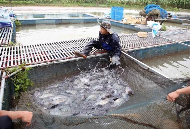 Research Reveals Gaps in Aquaculture Industry Health & Safety