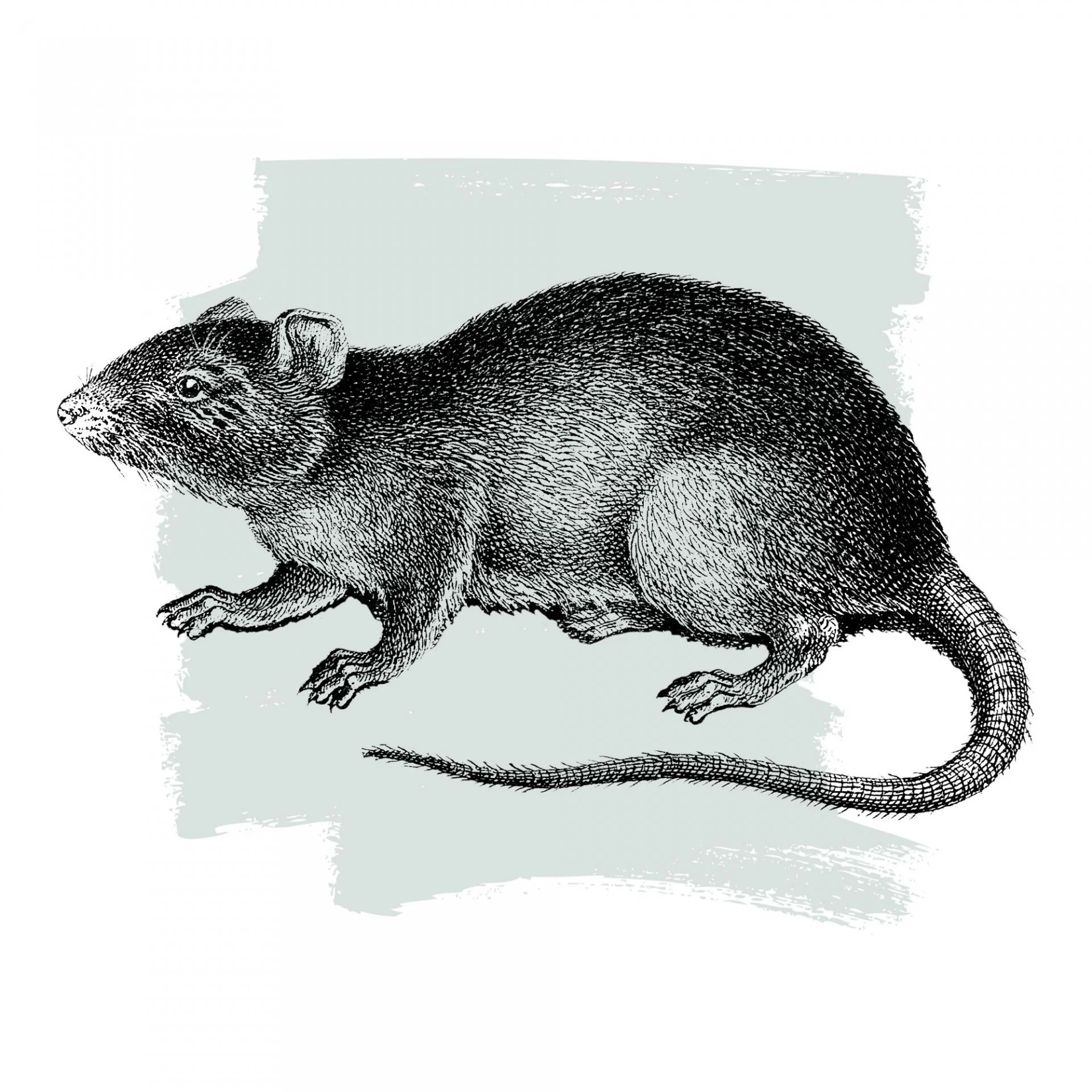 Black Death Rats