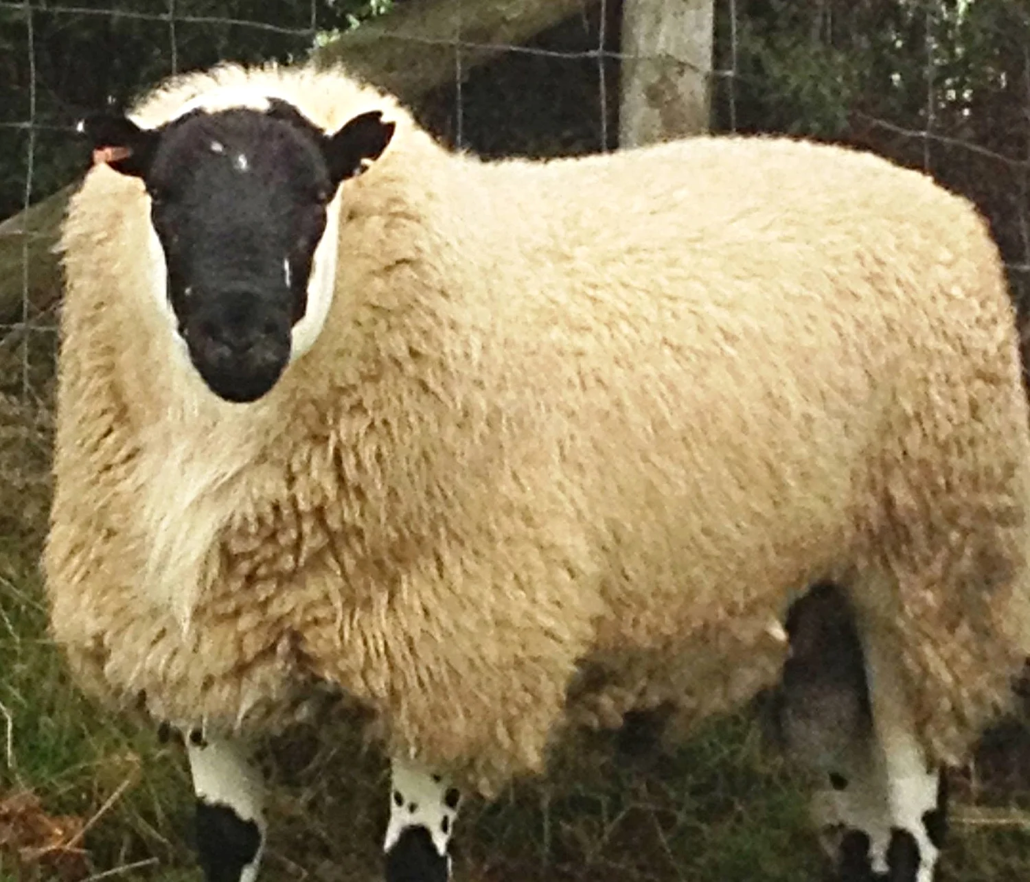 Treflys Community Council