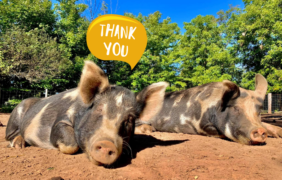 Donation Thank You — Happily Ever Esther Farm Sanctuary