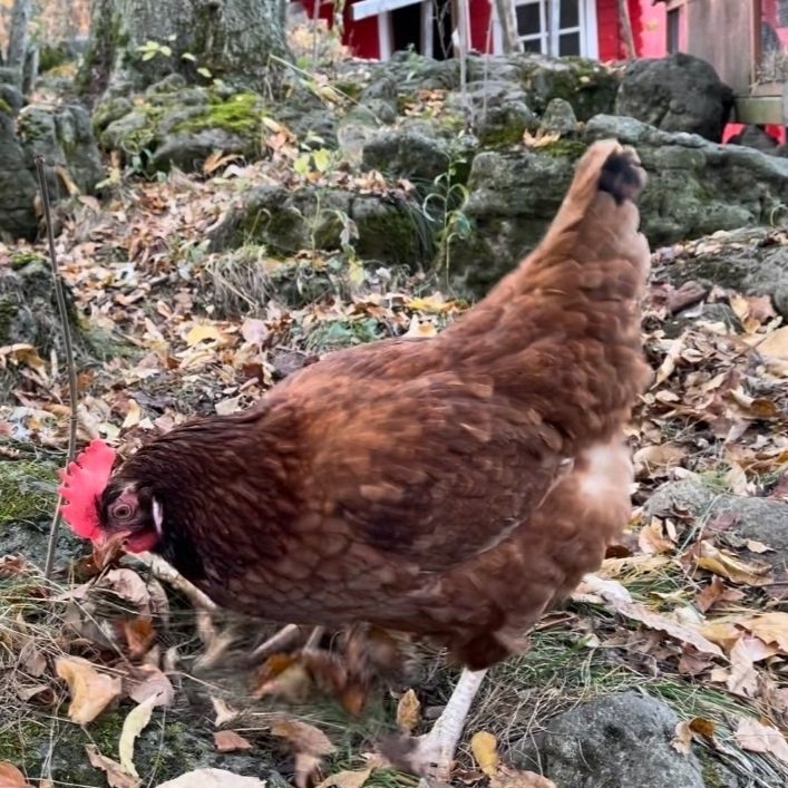 Our Residents — Happily Ever Esther Farm Sanctuary