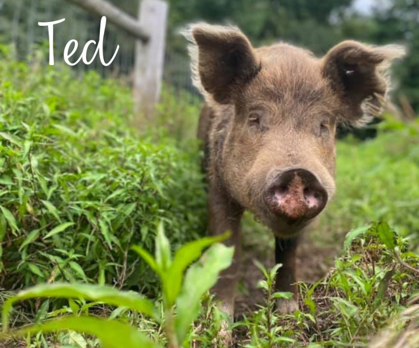 Help Our Pig Her Fundraiser — Happily Ever Esther Farm Sanctuary