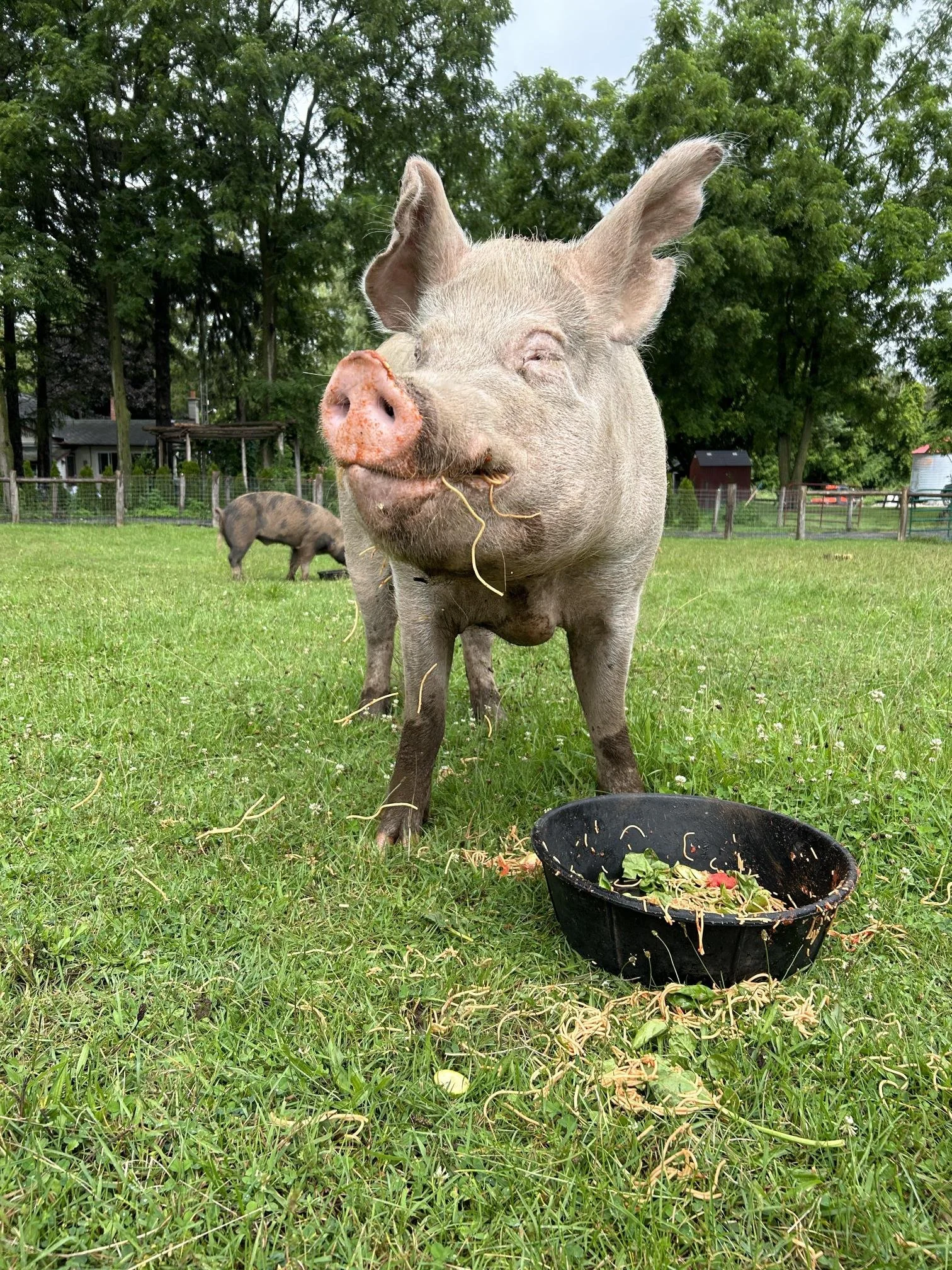Happily Ever Esther Farm Sanctuary