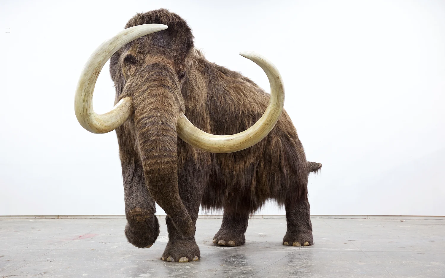 UMN's Bell Museum | ICE AGE Exhibit — Blue Rhino Studio
