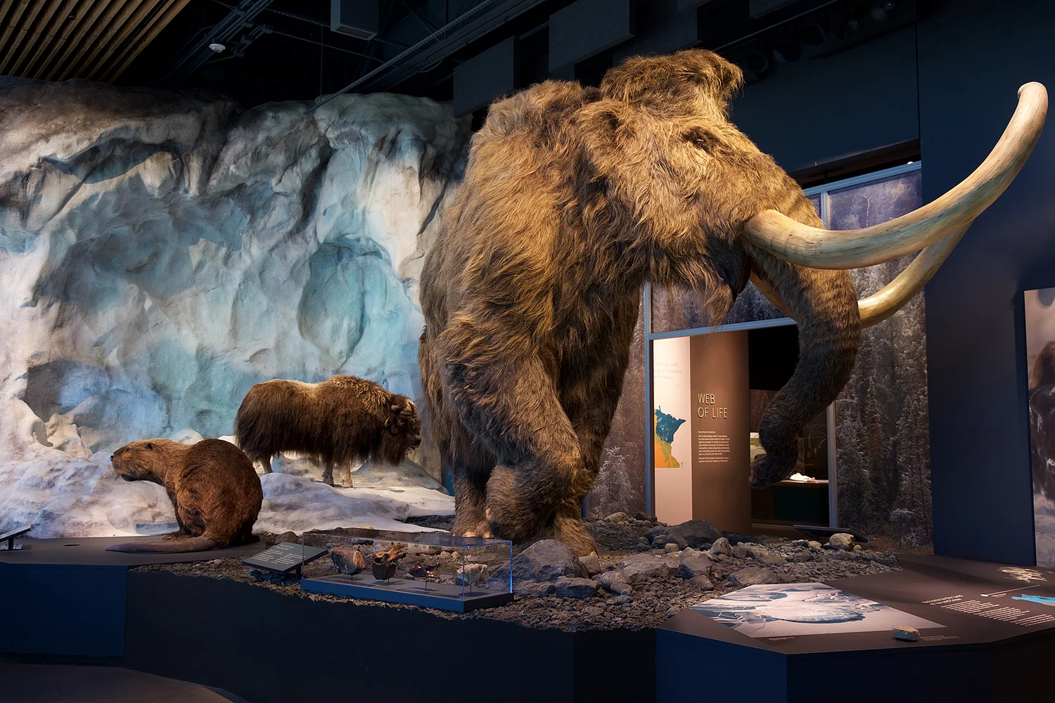 UMN's Bell Museum | ICE AGE Exhibit — Blue Rhino Studio