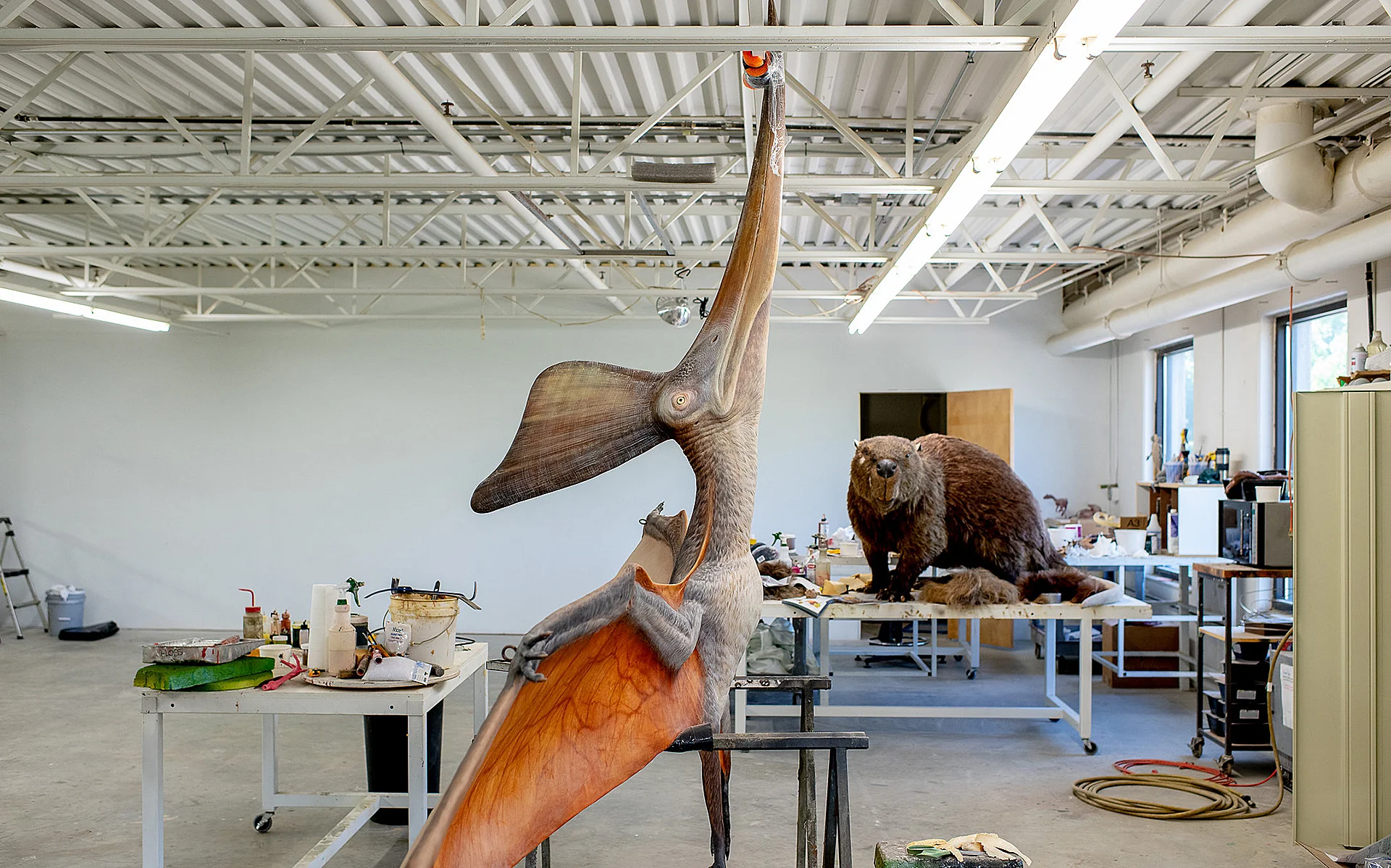 Stanley Field Hall Flying Reptiles — Blue Rhino Studio