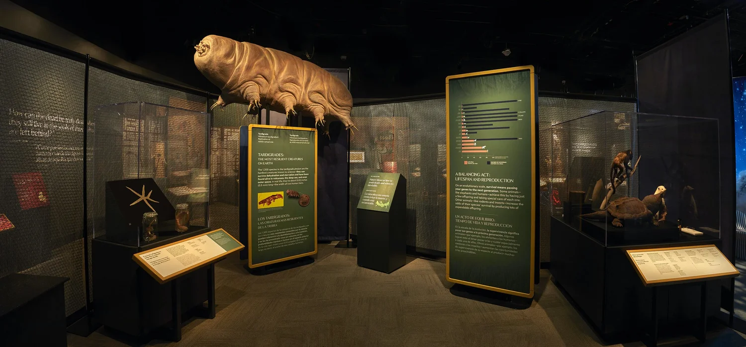 The Field Museum | Death Exhibit — Blue Rhino Studio