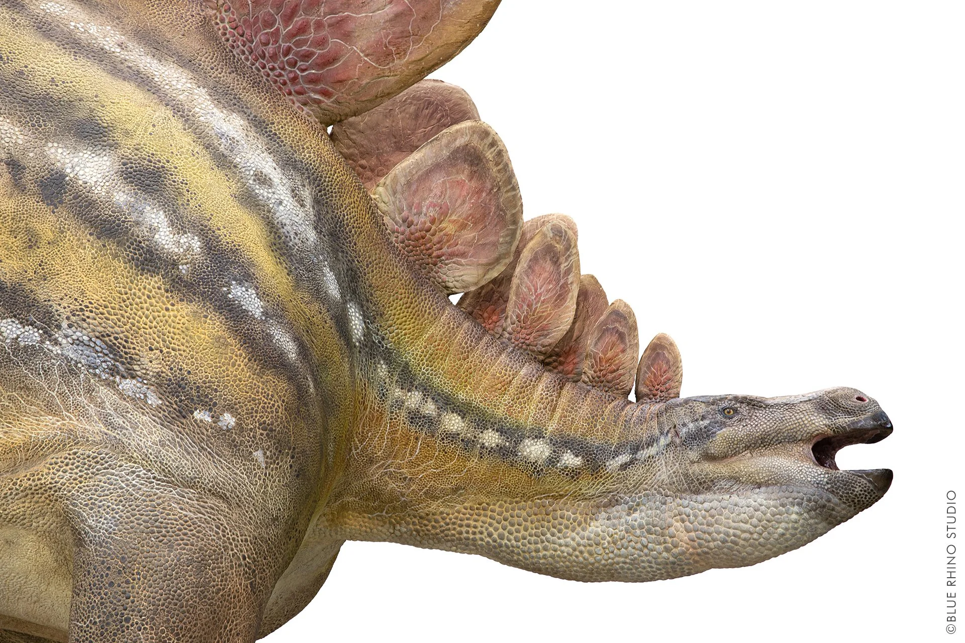 The Field Museum | "Fleshy" Sue the Tyrannosaurus rex — Blue Rhino Studio
