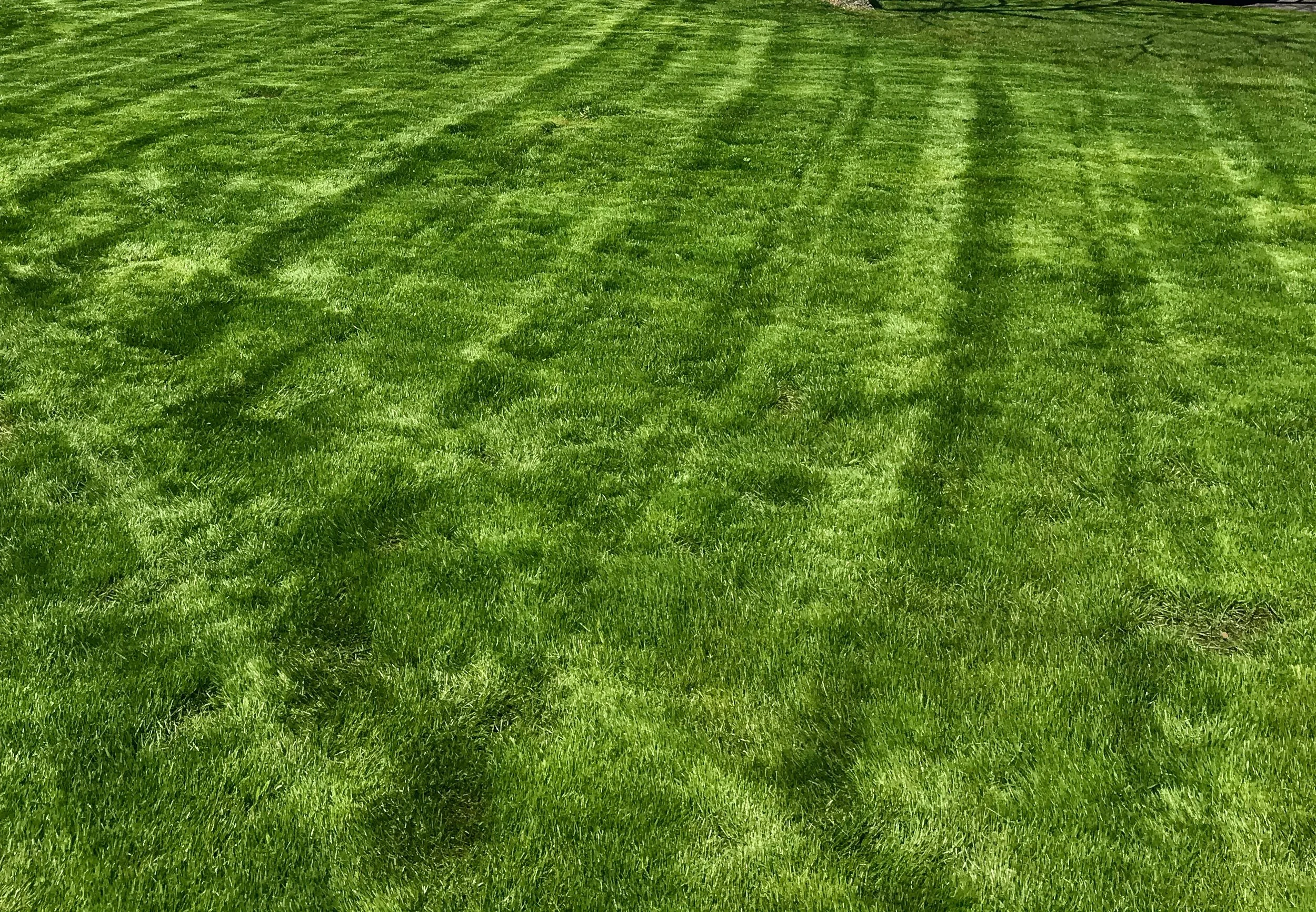 Best Landscape and Lawn Maintenance Services Nassau County NY
