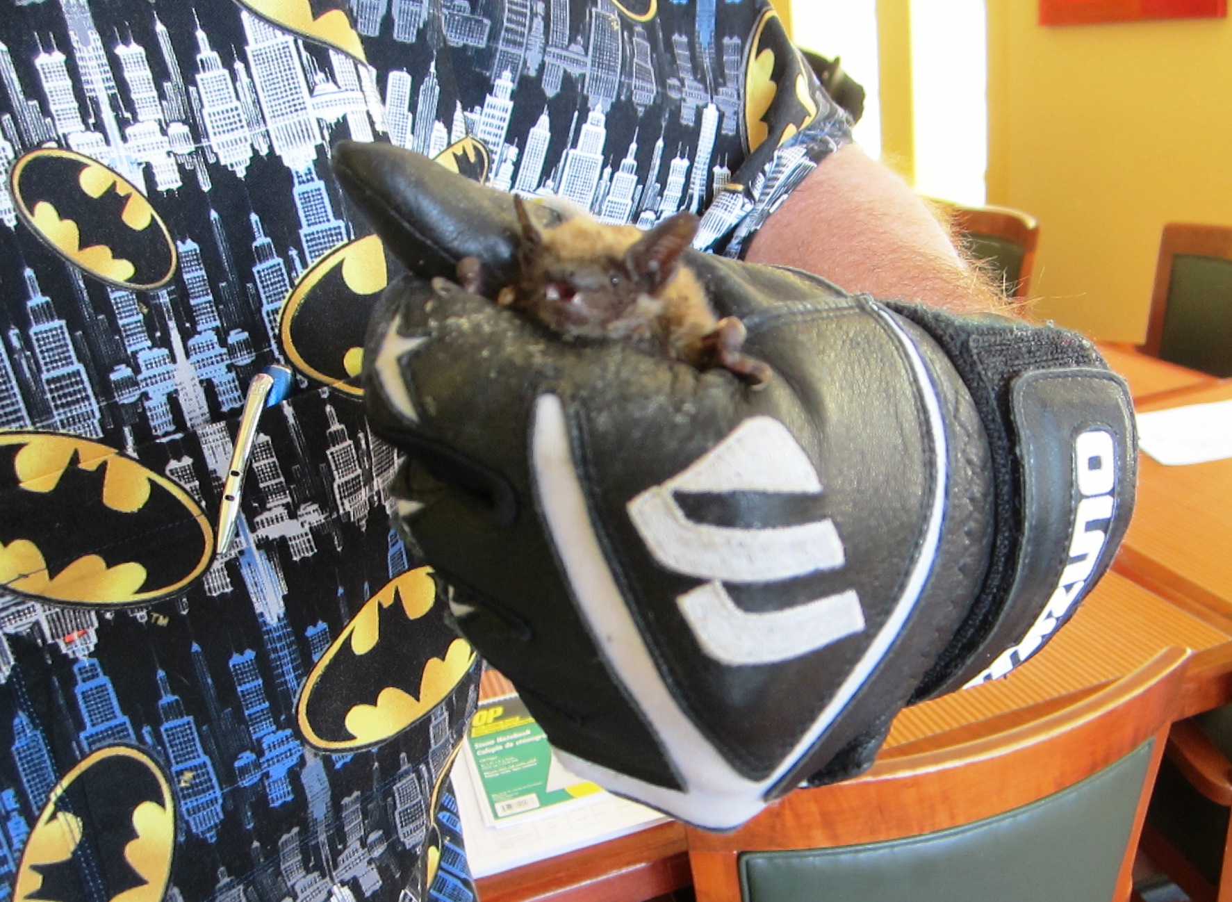 Earth Month Bat Meet and Greet — Saskatchewan Science Centre