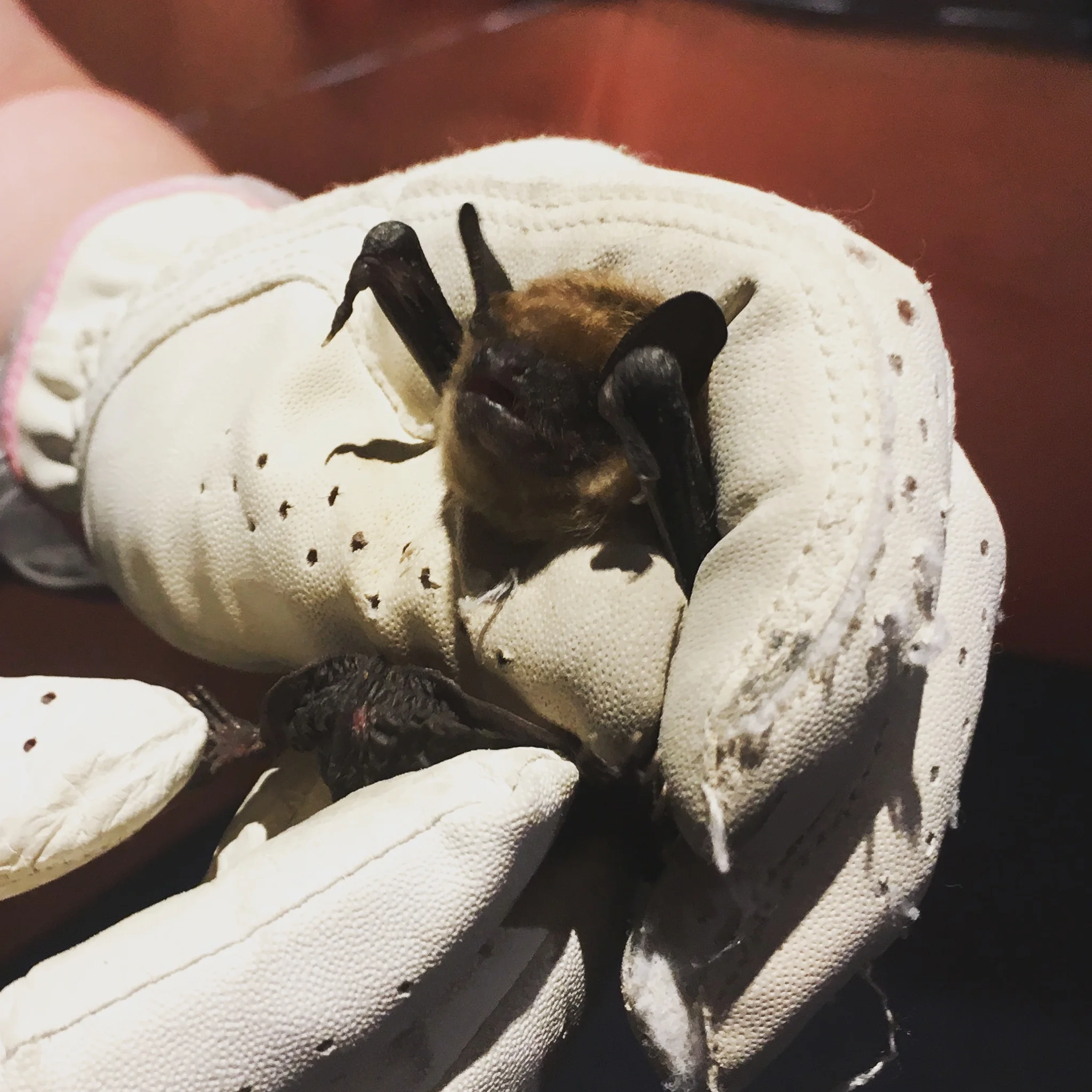 Adult Science Night - Batty About Bats — Saskatchewan Science Centre