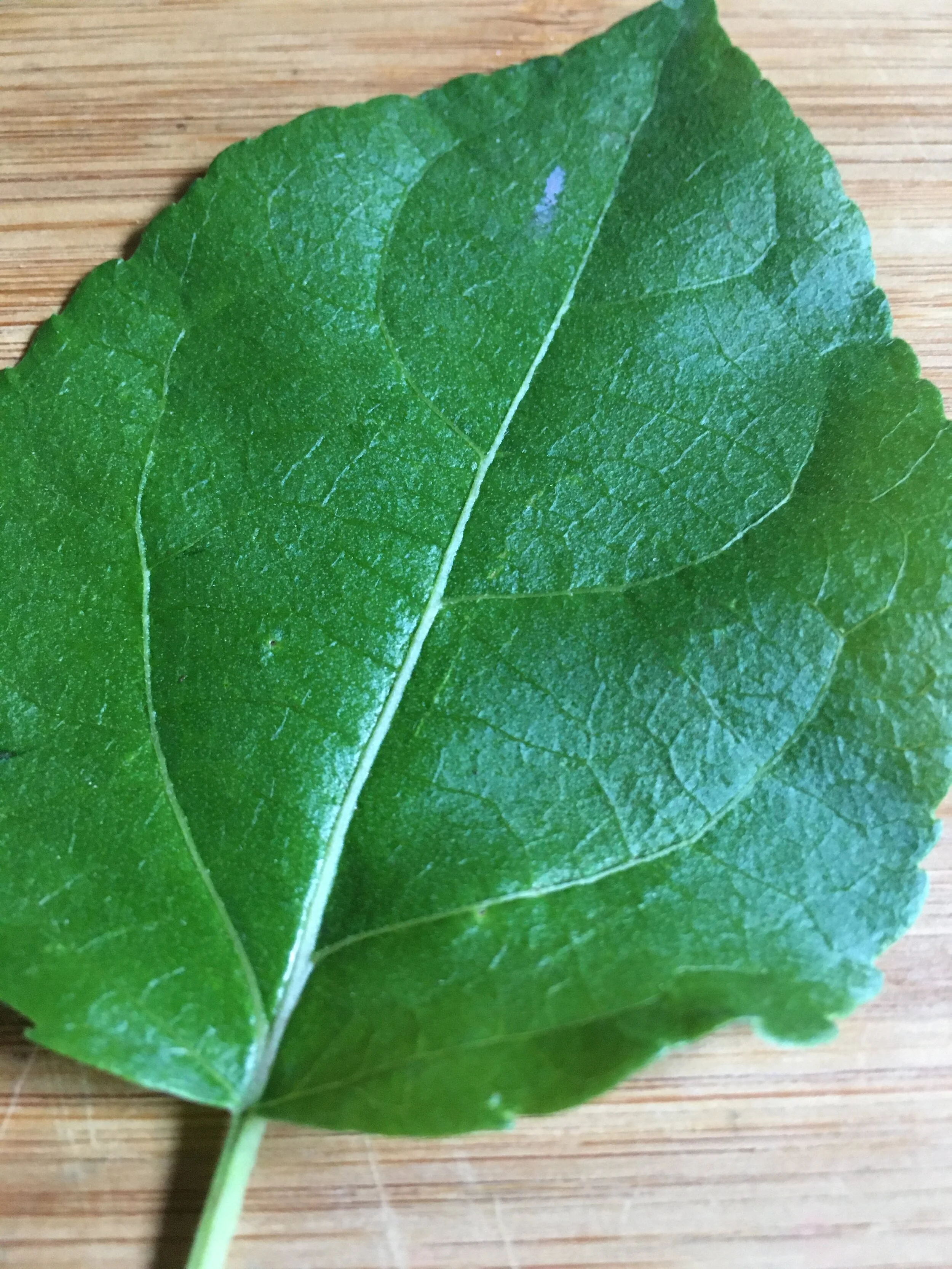 Fractals: Math is Written in the Leaves — Saskatchewan Science Centre