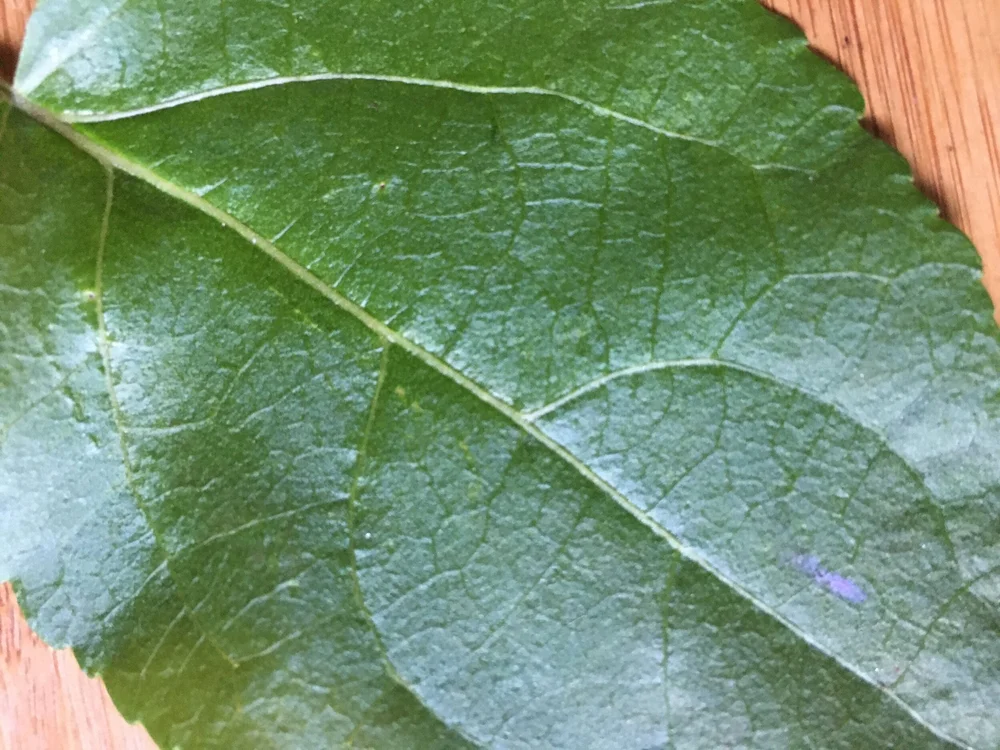 Fractals: Math is Written in the Leaves — Saskatchewan Science Centre