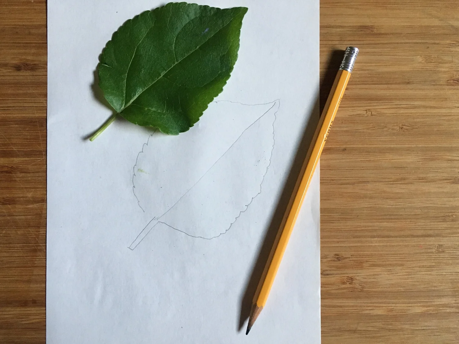 Fractals: Math is Written in the Leaves — Saskatchewan Science Centre