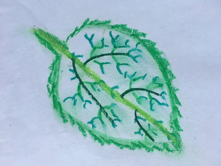 Fractals: Math is Written in the Leaves — Saskatchewan Science Centre