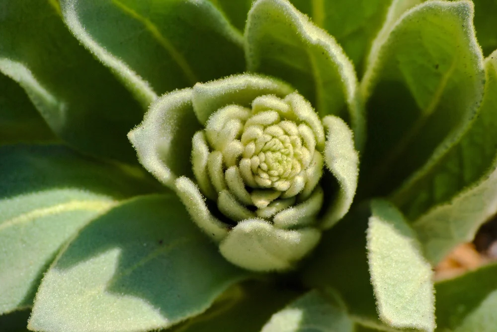 Patterns in Nature — Saskatchewan Science Centre