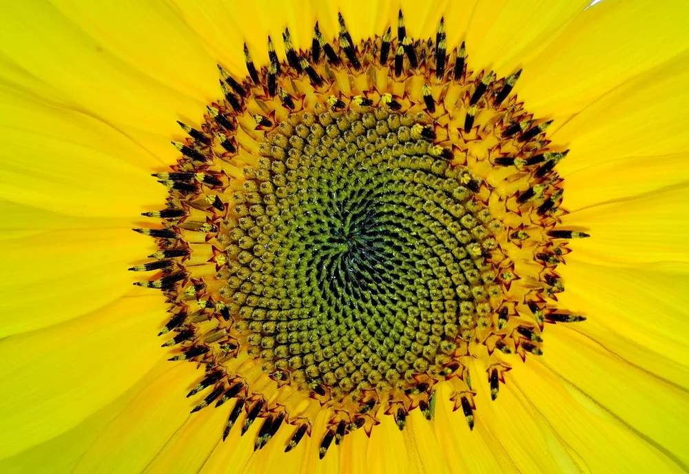 Patterns in Nature — Saskatchewan Science Centre