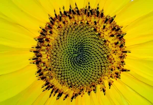 Patterns in Nature — Saskatchewan Science Centre