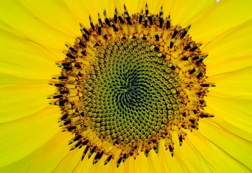 Patterns in Nature — Saskatchewan Science Centre